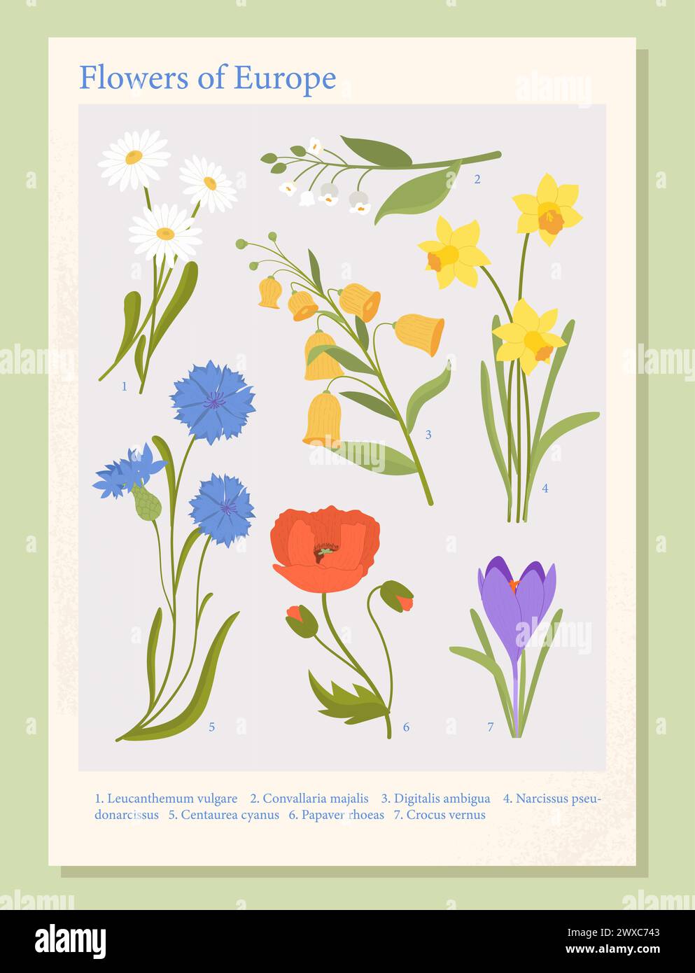Botanical encyclopedia page vector Stock Vector Image & Art - Alamy