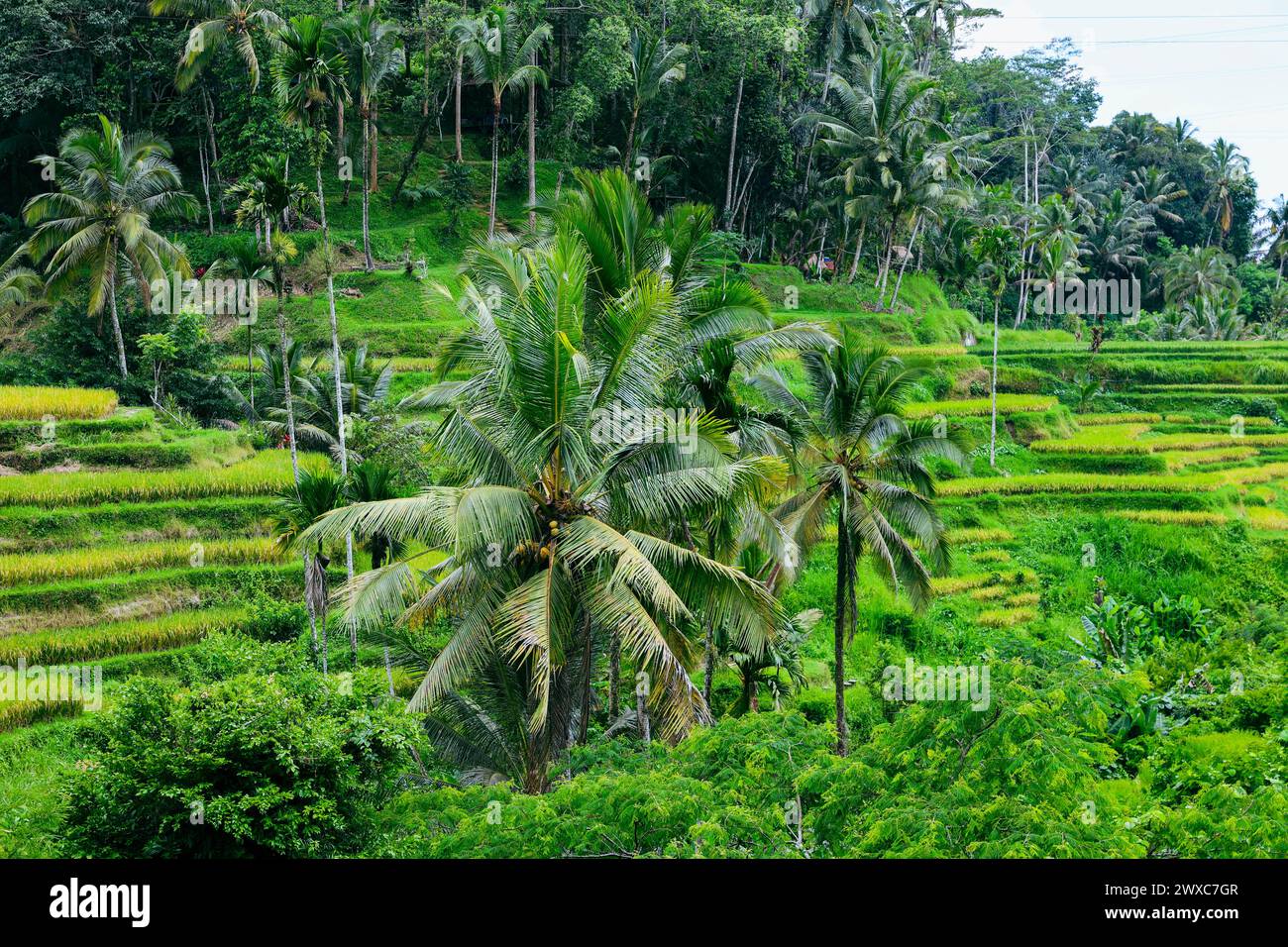 Balinese countryside hi-res stock photography and images - Alamy