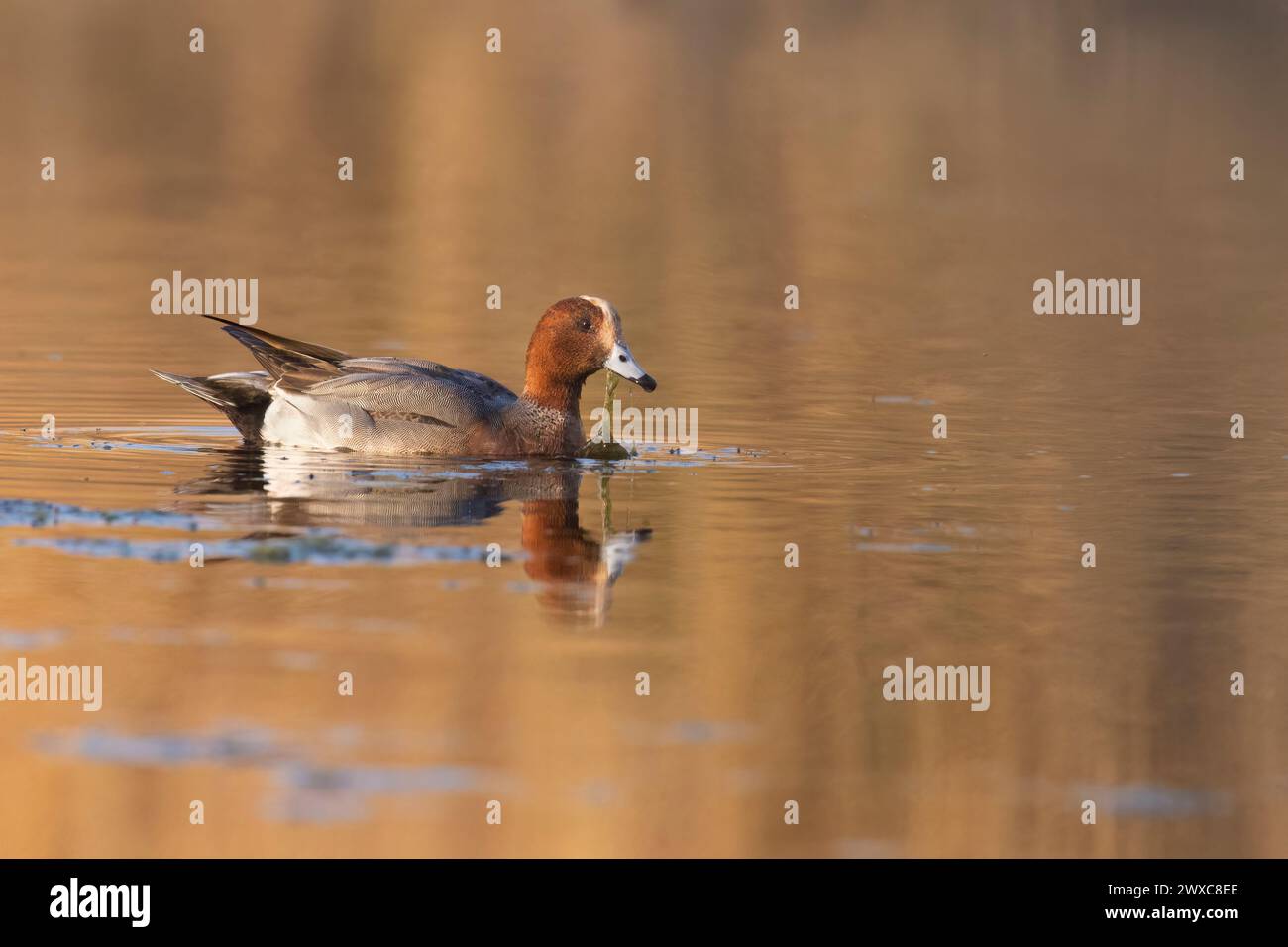 Eurasian wigeon bird hi-res stock photography and images - Alamy