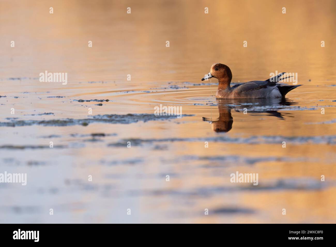 Eurasian Wigeon, Mareca penelope, breeding males plumage, beautiful and ...