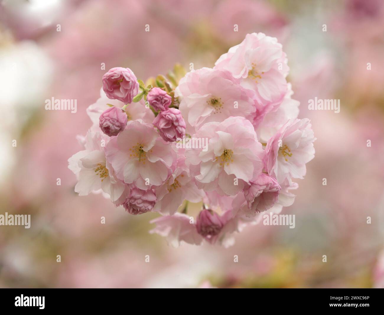 Spring Cherry Blossom Stock Photo - Alamy