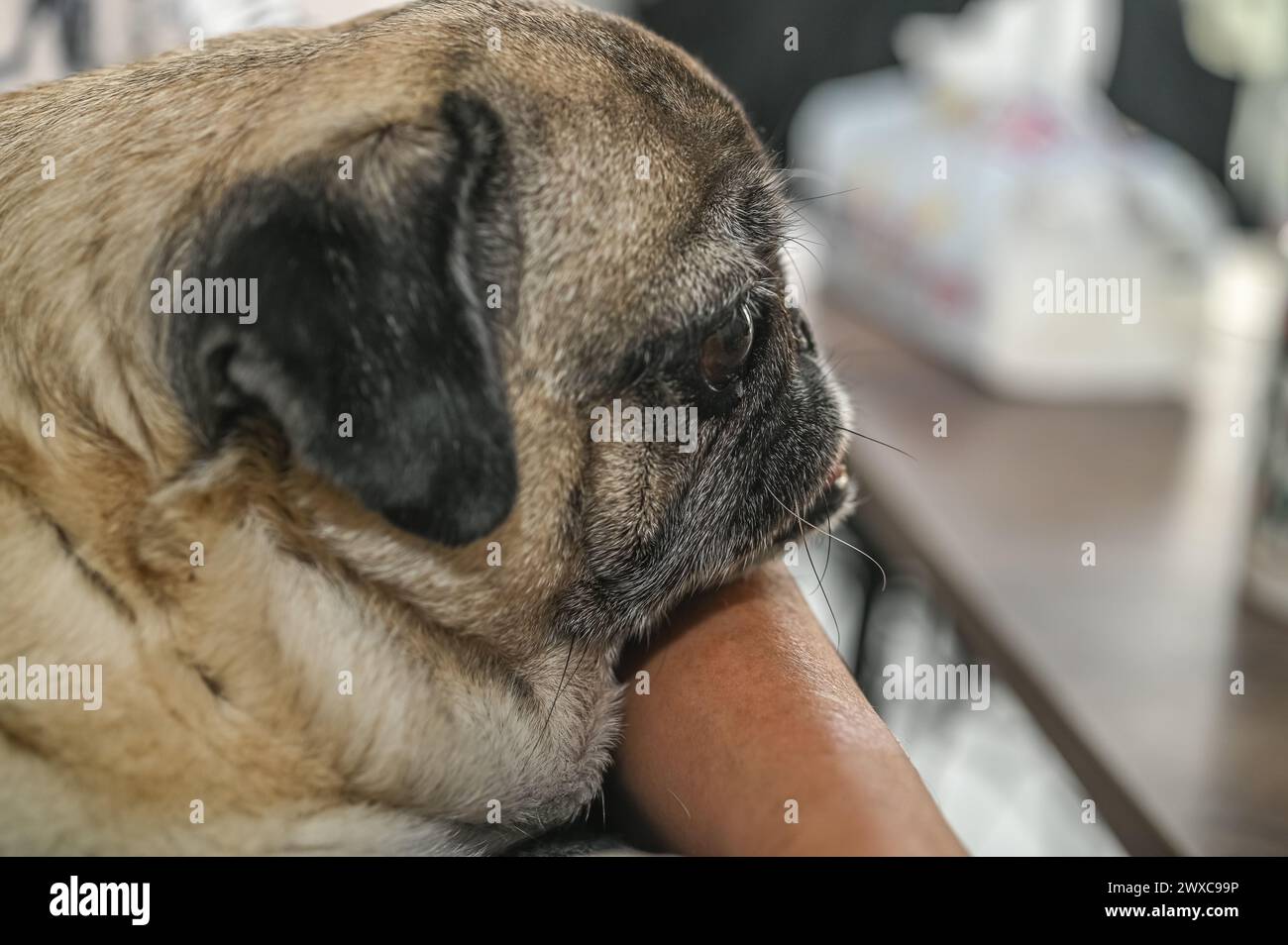 Photo studio owner pose hi-res stock photography and images - Alamy