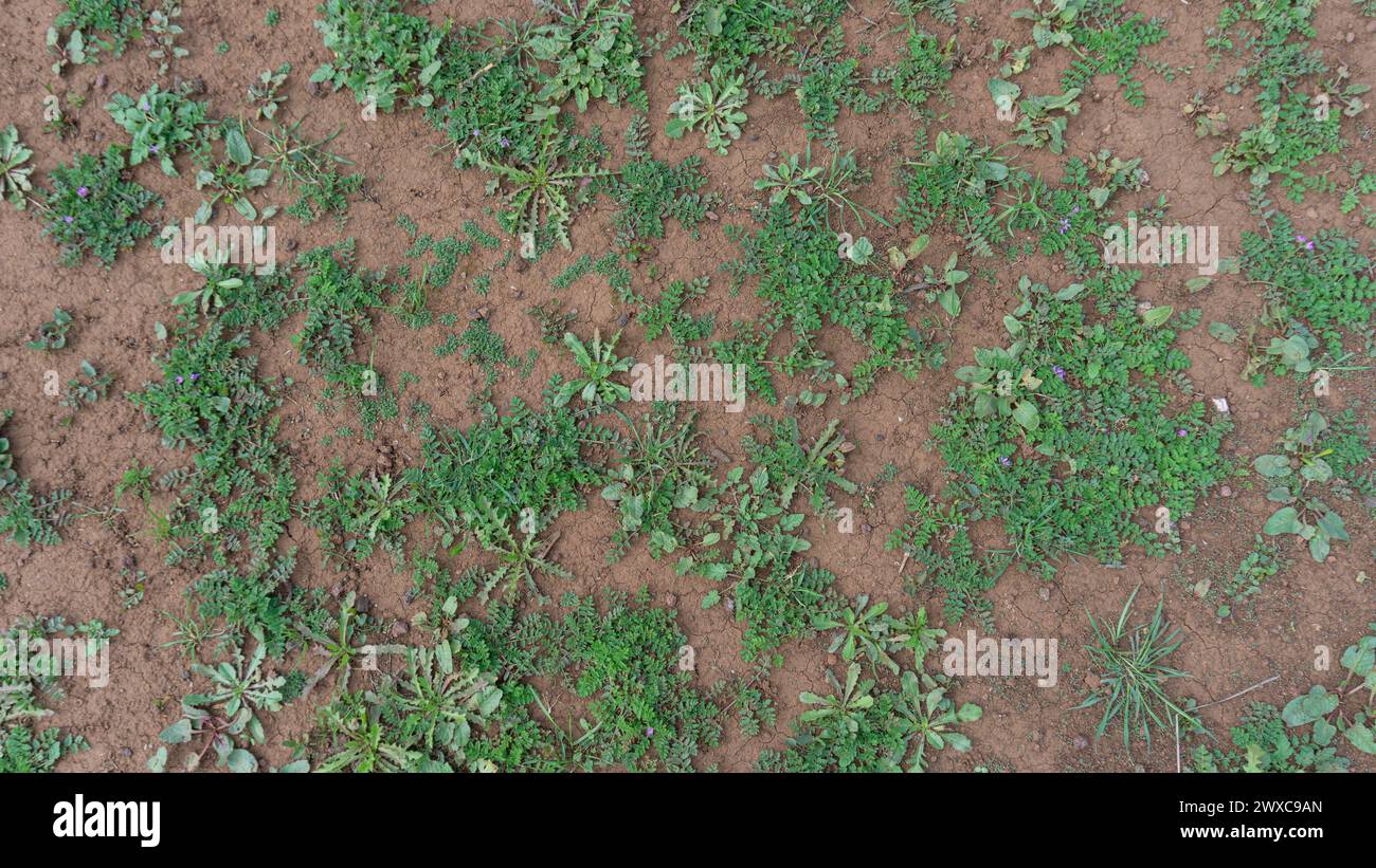 Fresh greenery sprouting from fertile soil Stock Photo - Alamy
