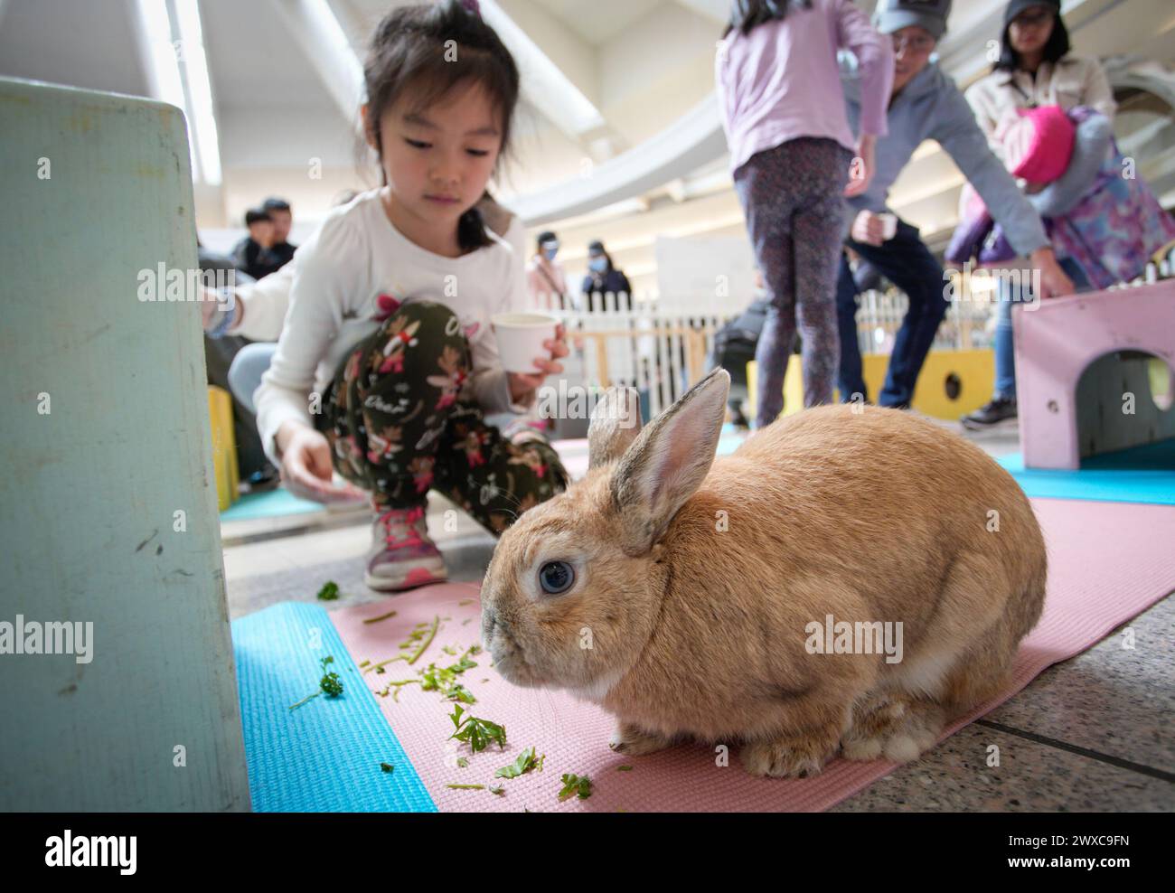 Girl with a rabbit hi-res stock photography and images - Alamy