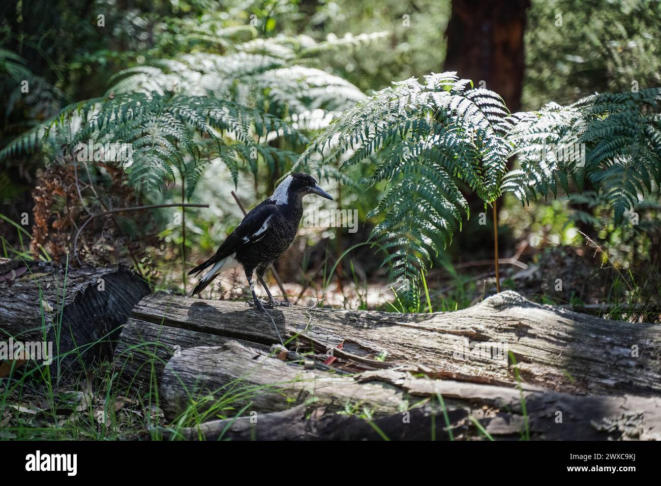 The Australian Magpie (Gymnorhina tibicen) is a black and white ...
