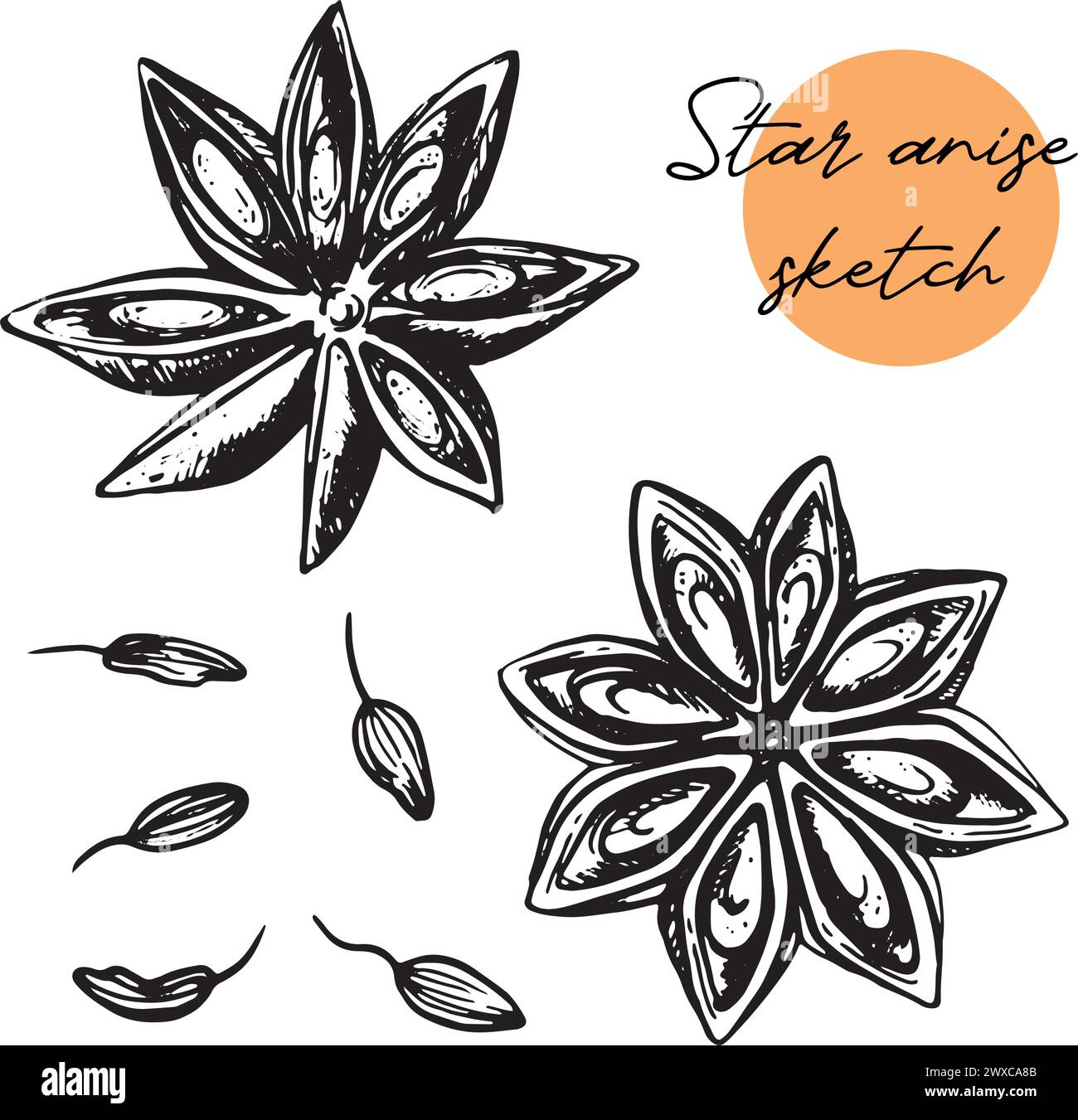 Star anise hand drawn vector illustration. Isolated sketch of anise ...