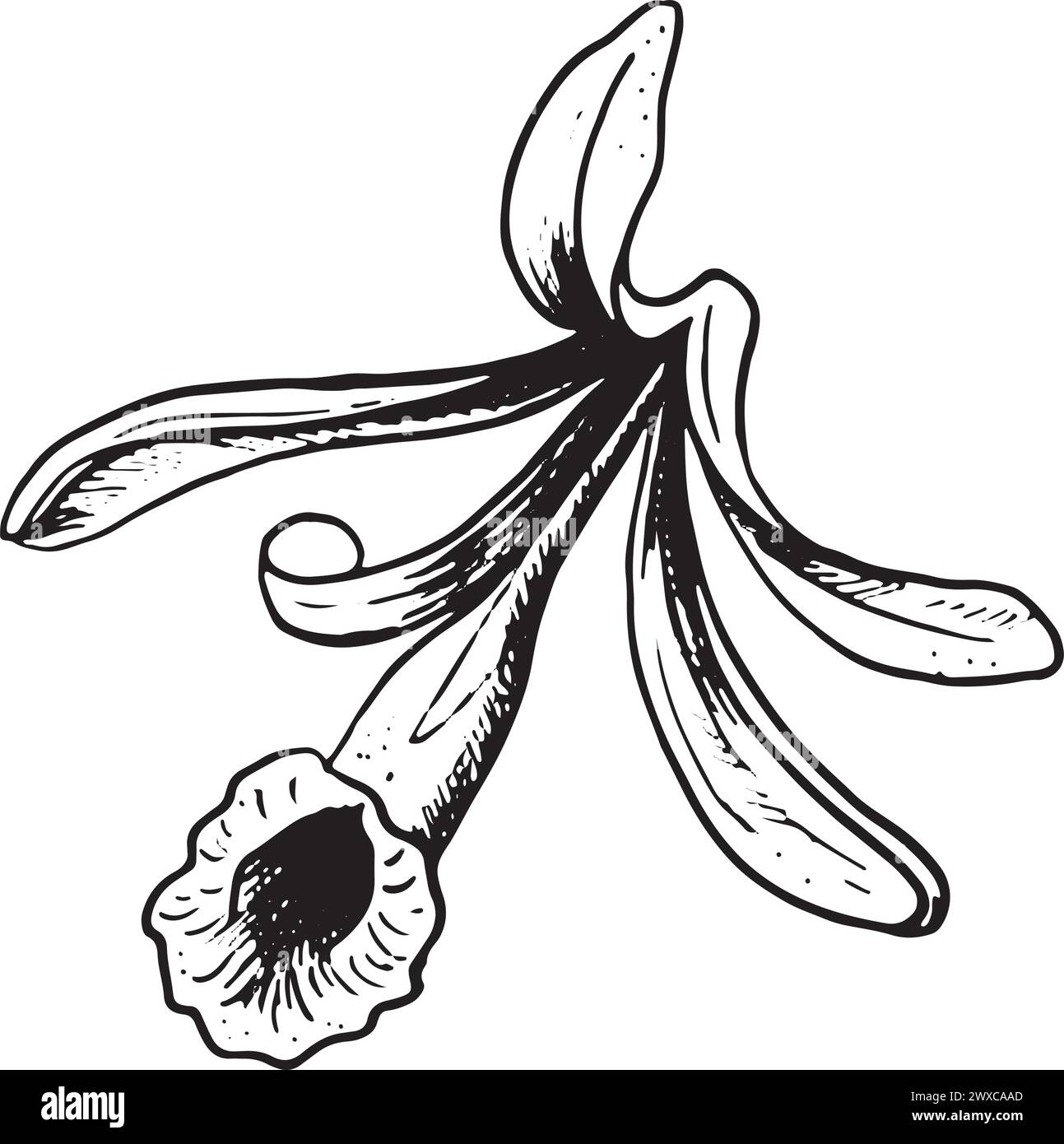 Vanilla flower drawing illustration. Black and white with line art on ...