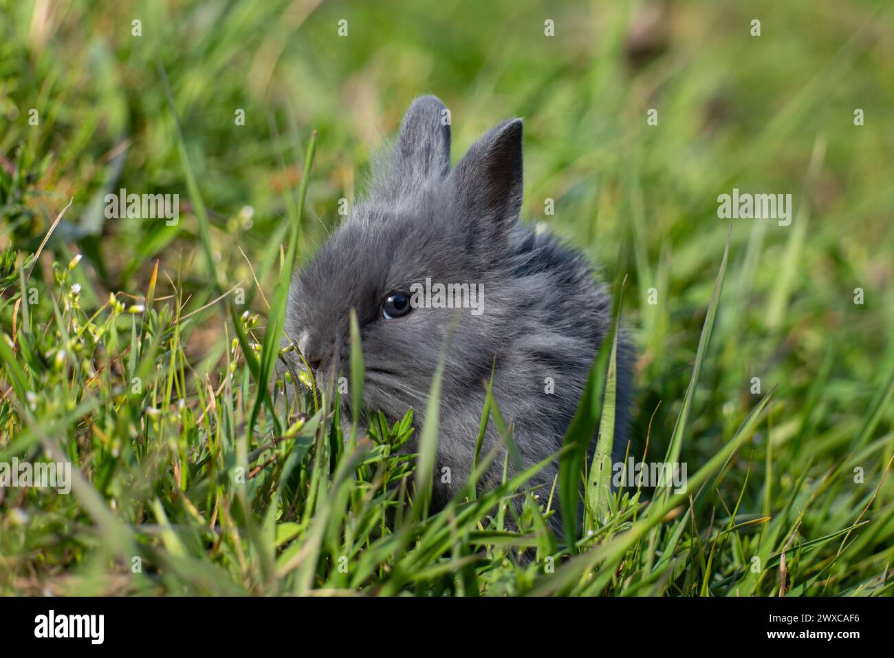 Rabbit in grass hi-res stock photography and images - Alamy