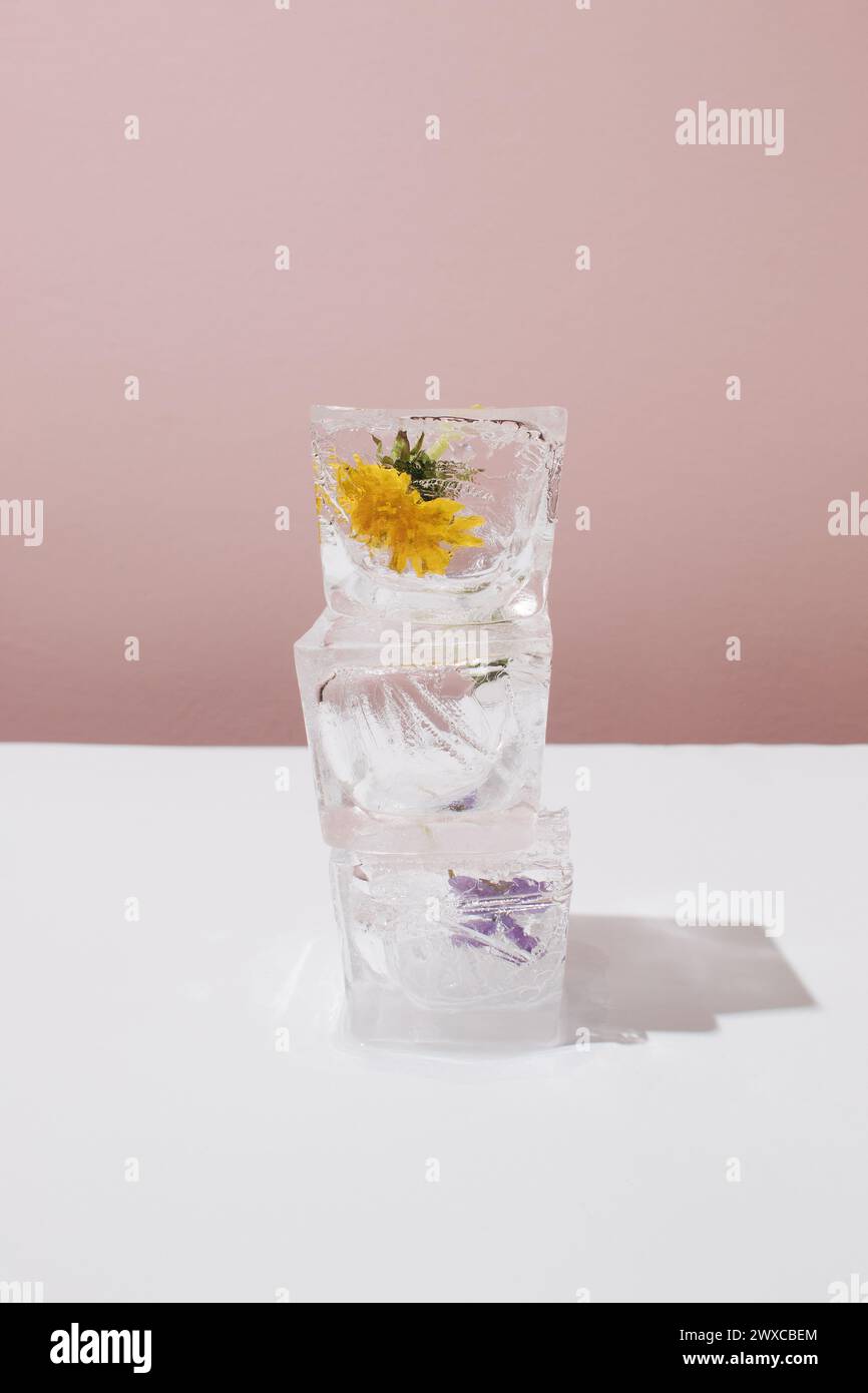 Three ice cubes layout in height with spring flowers on contrast ...