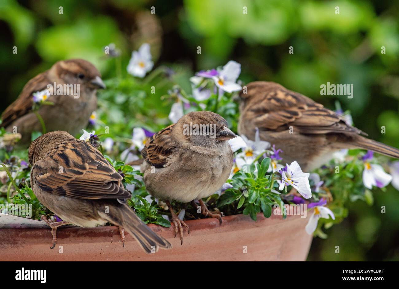 House Sparrows Passer domesticus on Violets in pot Stock Photo - Alamy