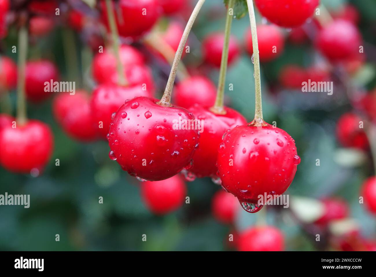 Water on fruit tree hi-res stock photography and images - Alamy