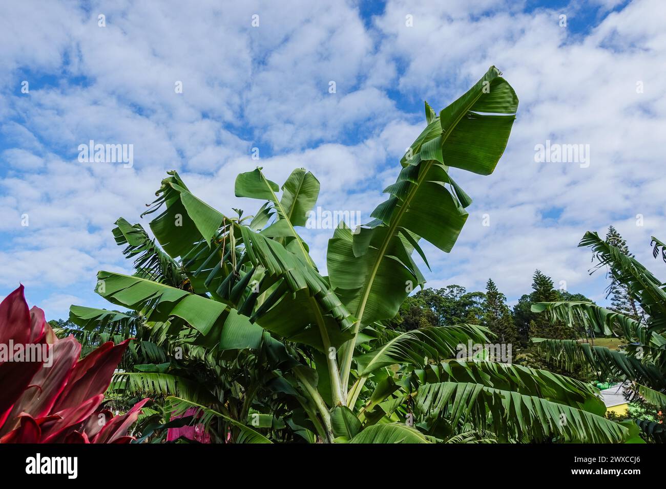 Big banana trees hi-res stock photography and images - Alamy