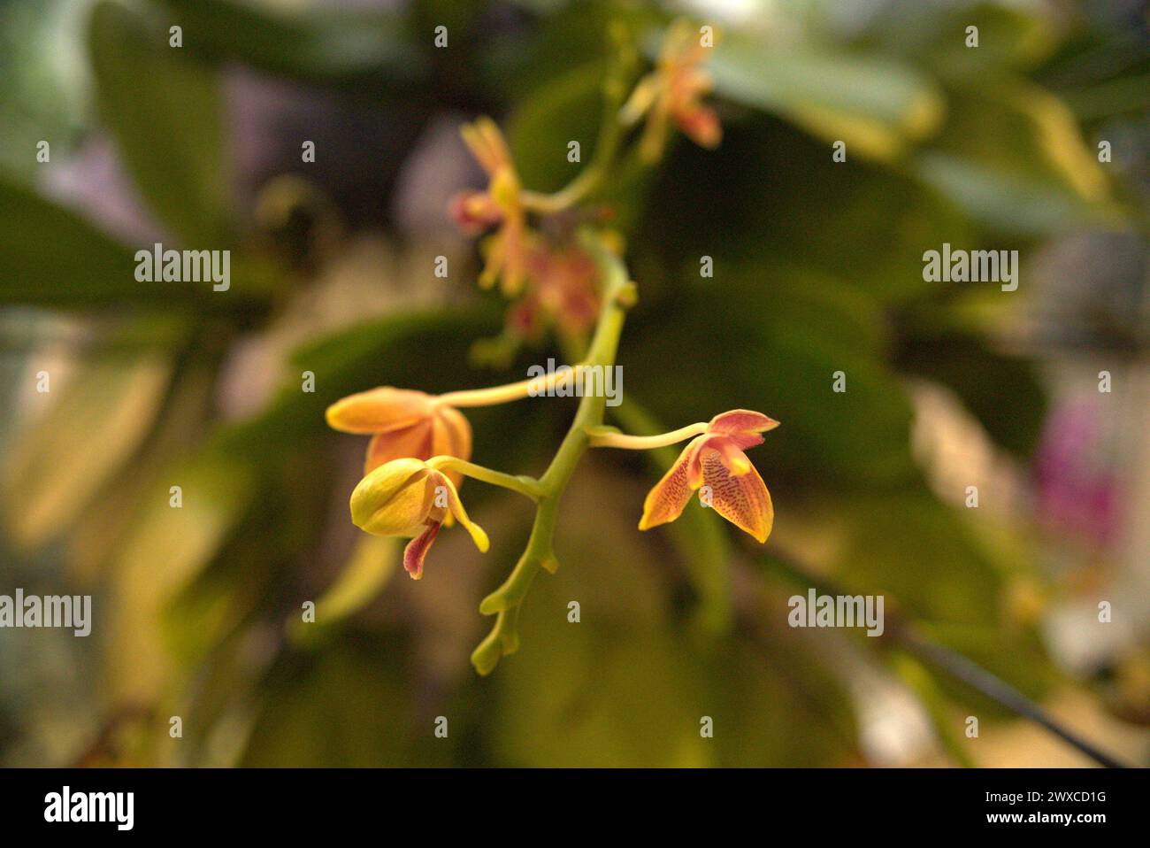 Minute orchids blooming out of a thin orchid stalk Stock Photo - Alamy