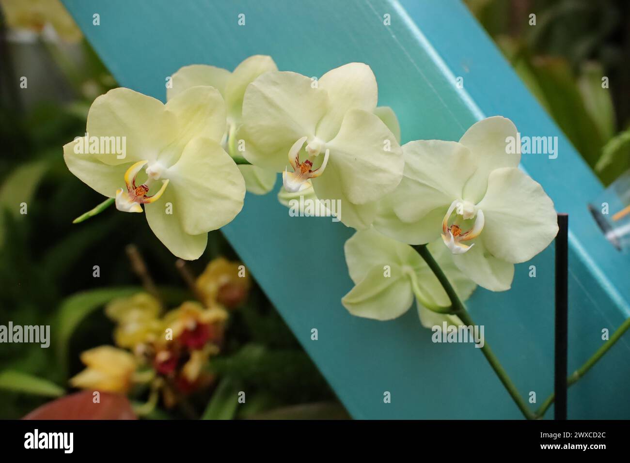 Orchadiceae hi-res stock photography and images - Alamy