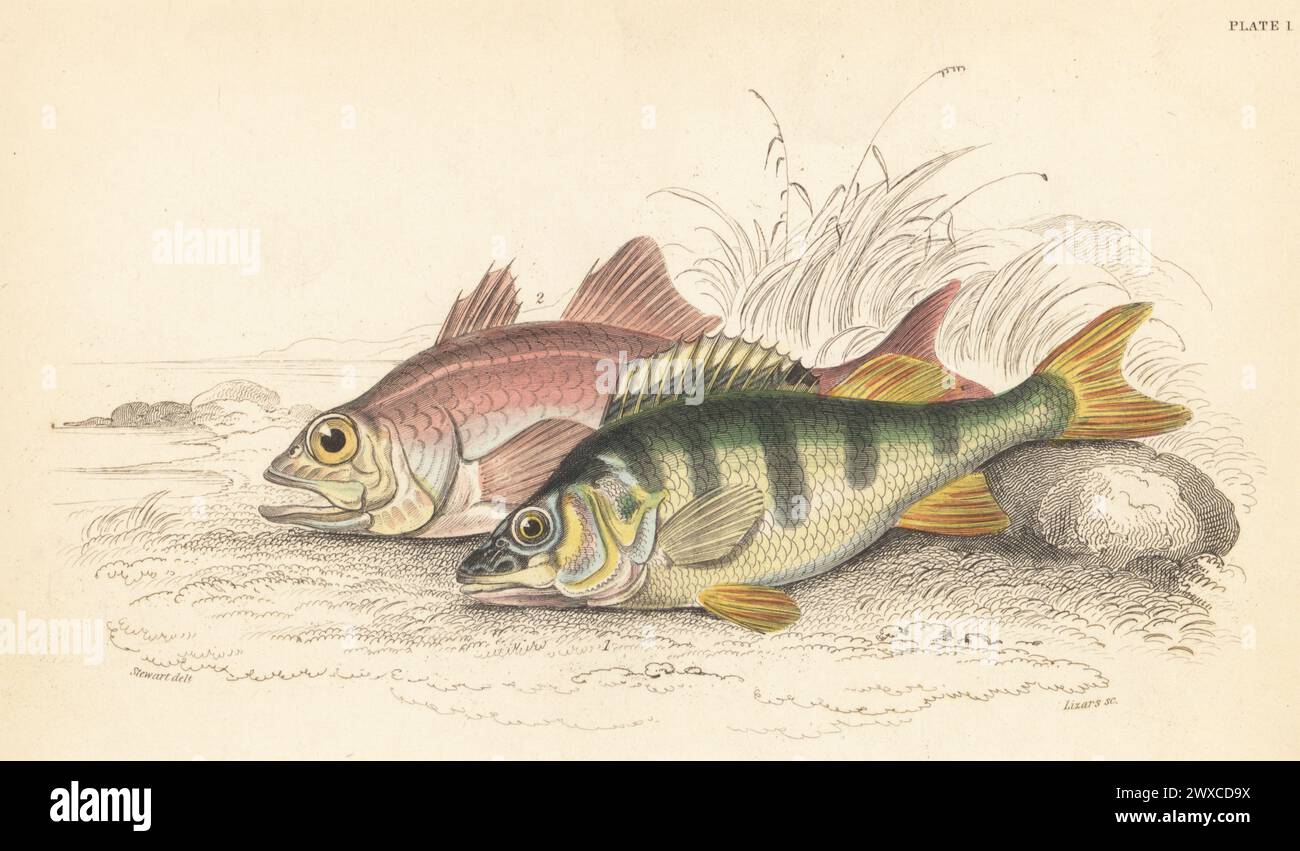 European perch, Perca fluviatilis 1, and European seabass ...