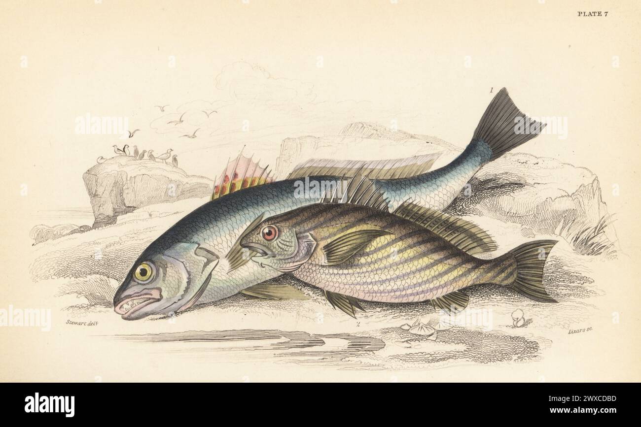 Maigre sciaena aquila hi-res stock photography and images - Alamy