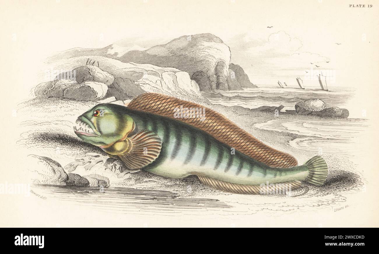 Anarrhicus lupus hi-res stock photography and images - Alamy