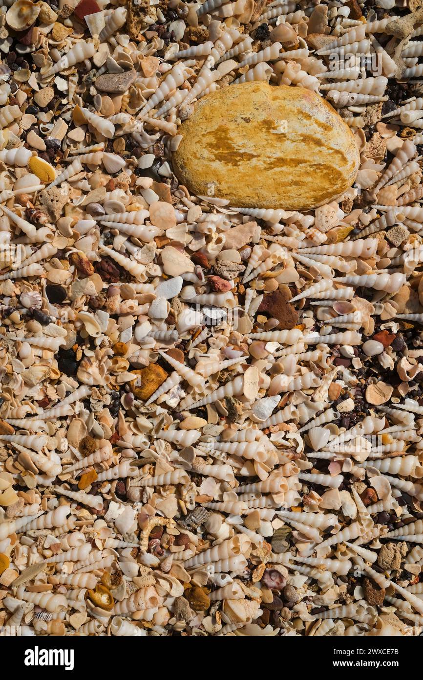 Turritella cingulifera shells and seashells on beach Stock Photo - Alamy