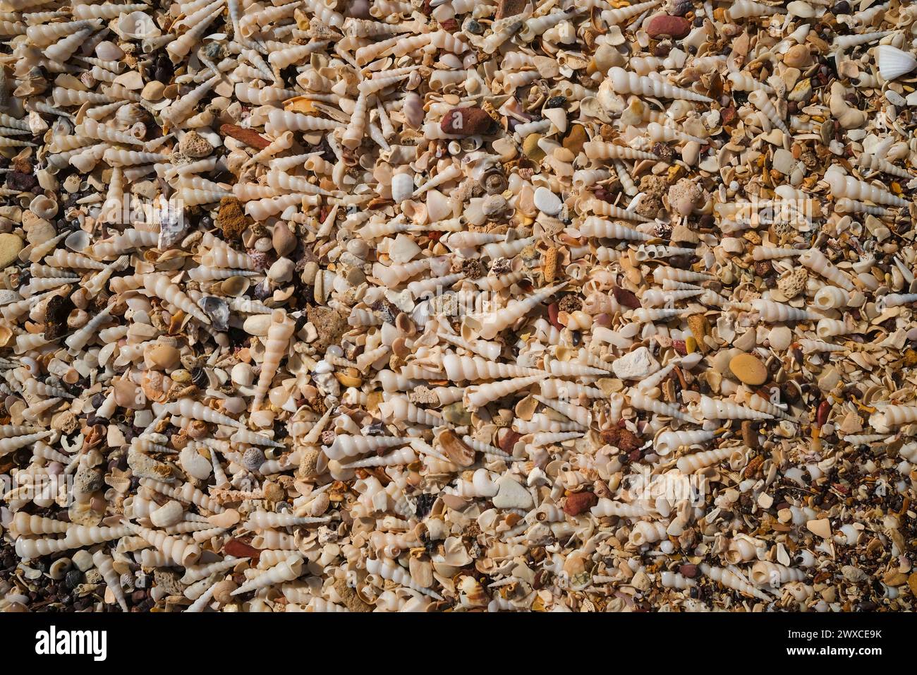 Turritella cingulifera hi-res stock photography and images - Alamy