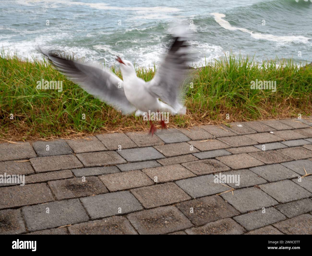 A seagull bird jumps with wings raised and spread wide, up into the air ...