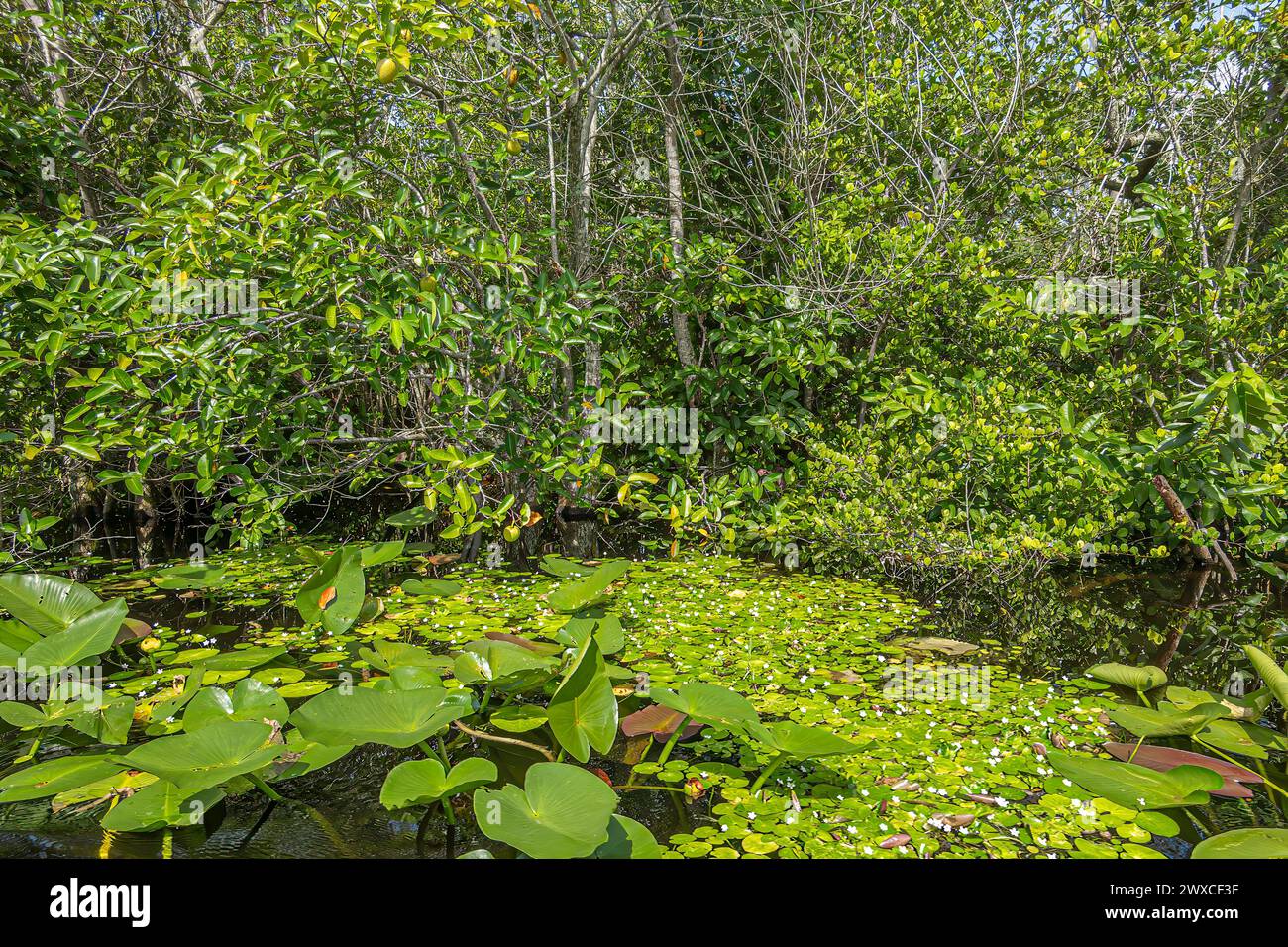 Everglades, Florida, USA - July 29, 2023: Closeup, Swamp partly covered ...