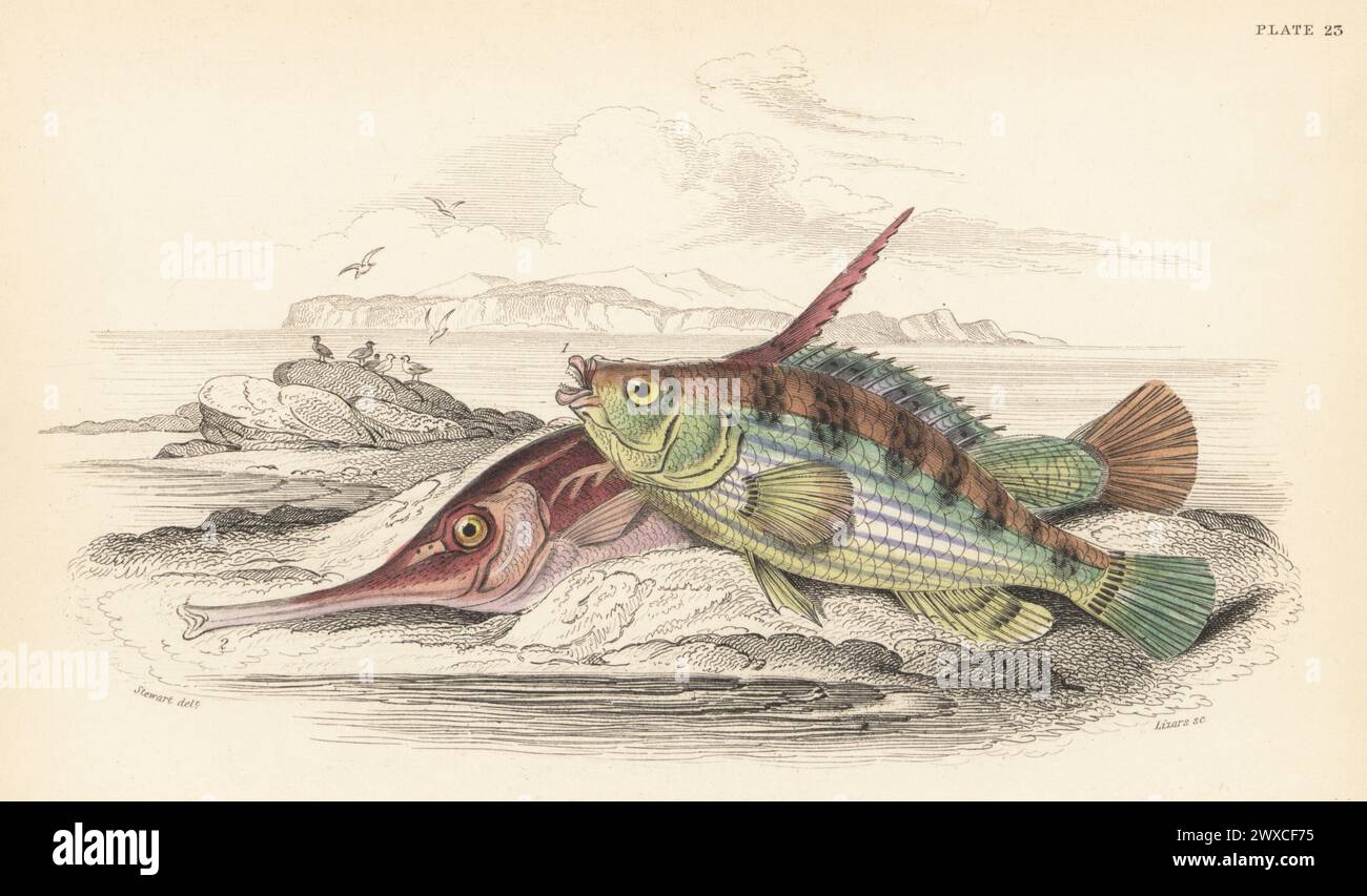 Crenilabrus rupestris hi-res stock photography and images - Alamy