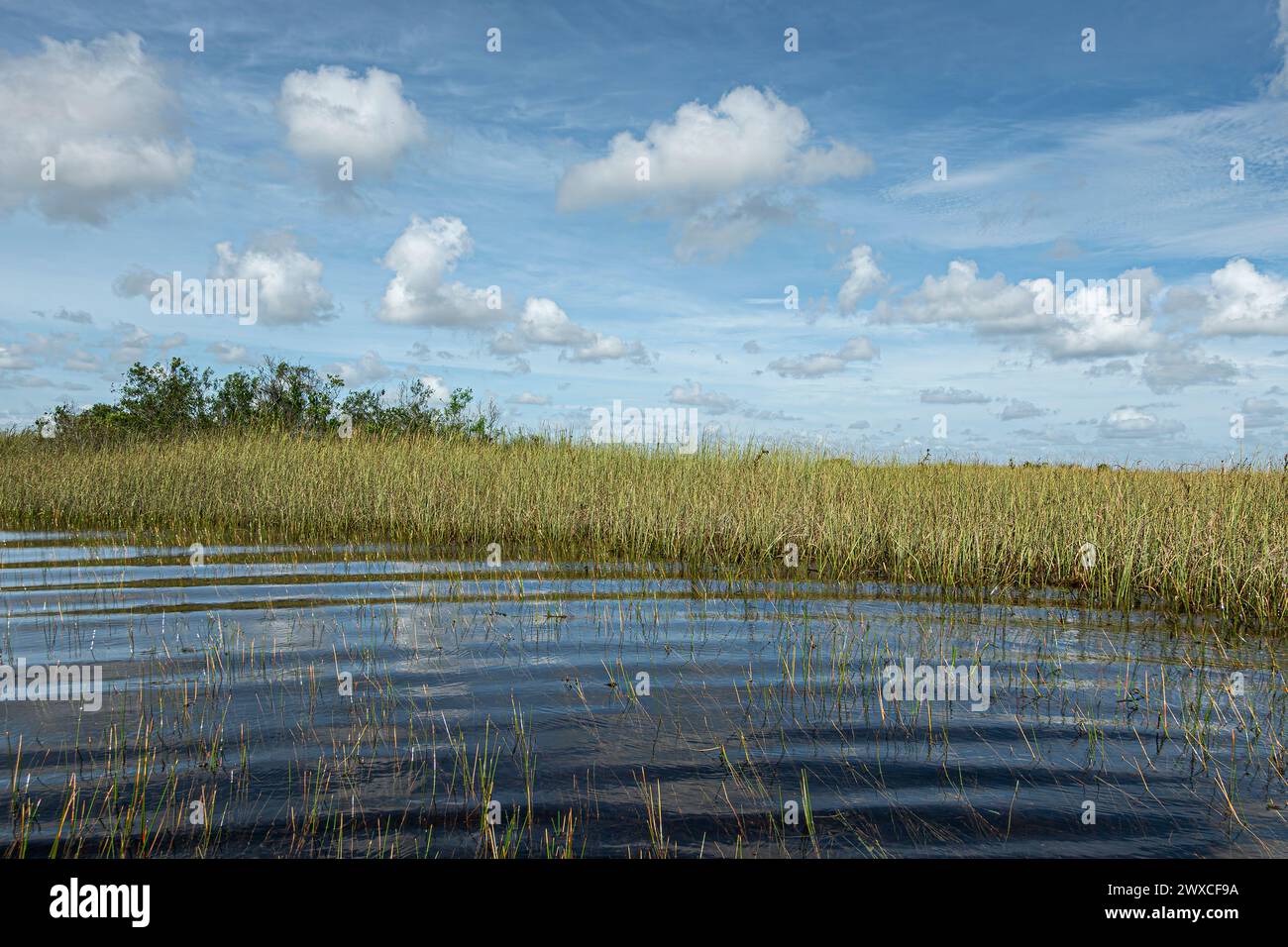 Everglades, Florida, USA - July 29, 2023: Green reed screen along ...