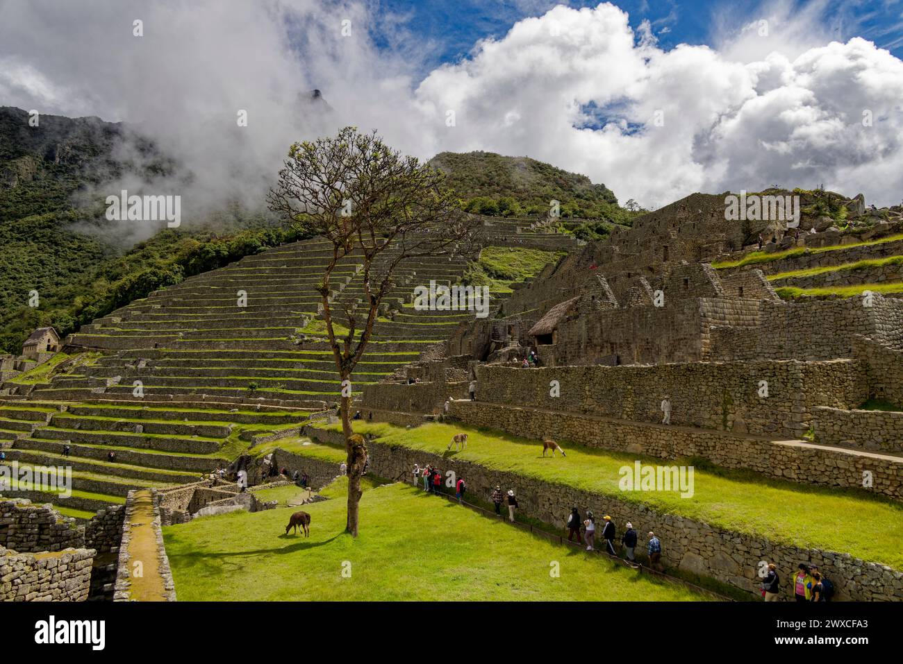 Machu Picchu, Peru. 6th Jan, 2024. Historic Sanctuary of Machu Picchu ...