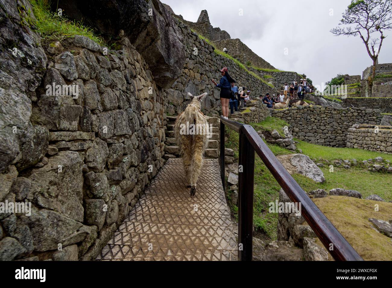 Machu Picchu, Peru. 6th Jan, 2024. Historic Sanctuary of Machu Picchu ...