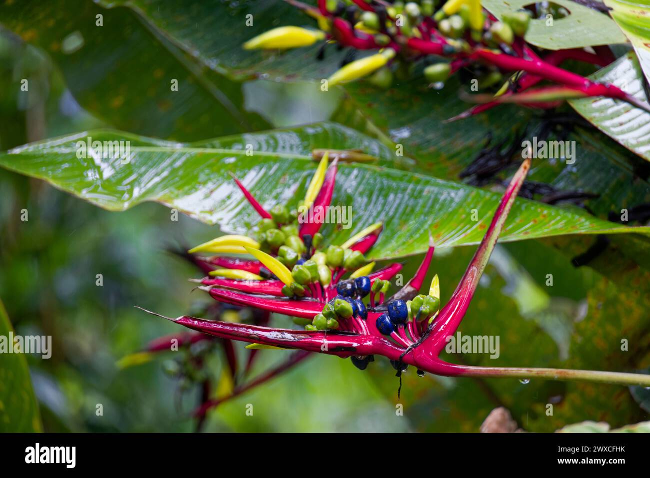 Machu Picchu, Peru. 6th Jan, 2024. Red tropical flower. in thistoric ...