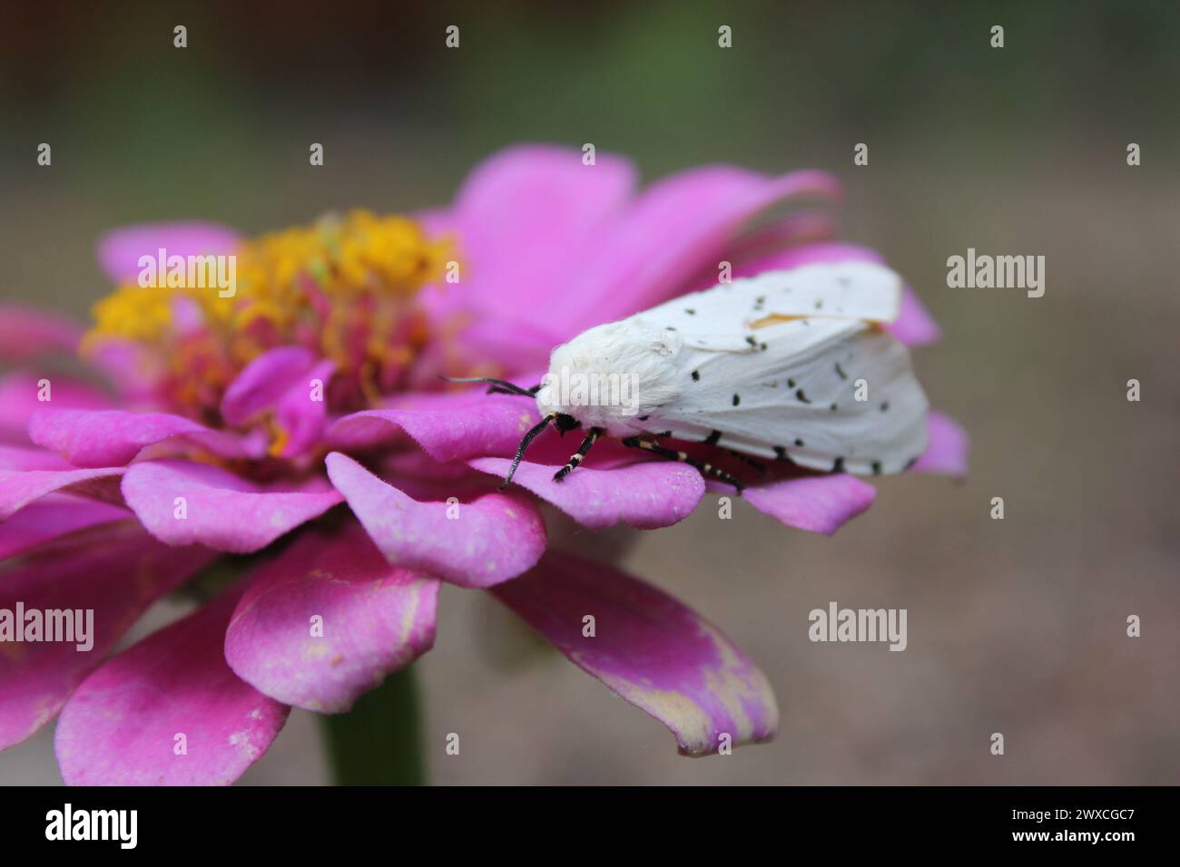 Salt Marsh Moth on Pink Zinnia Flower. Estigmene acrea Rural East TX ...