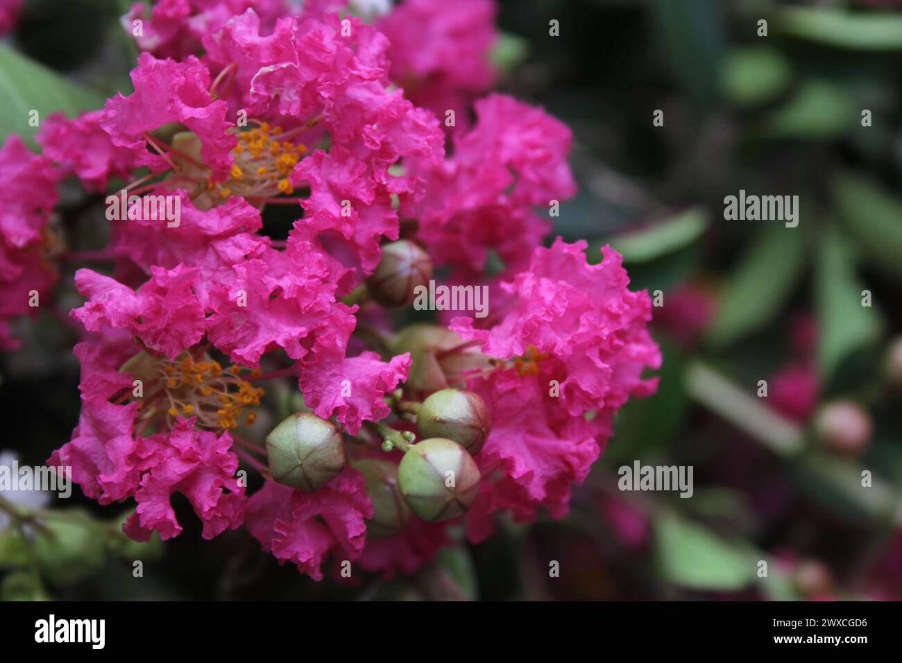 Bright Pink Crepe Myrtle Flowers In Full Bloom Close up Stock Photo - Alamy