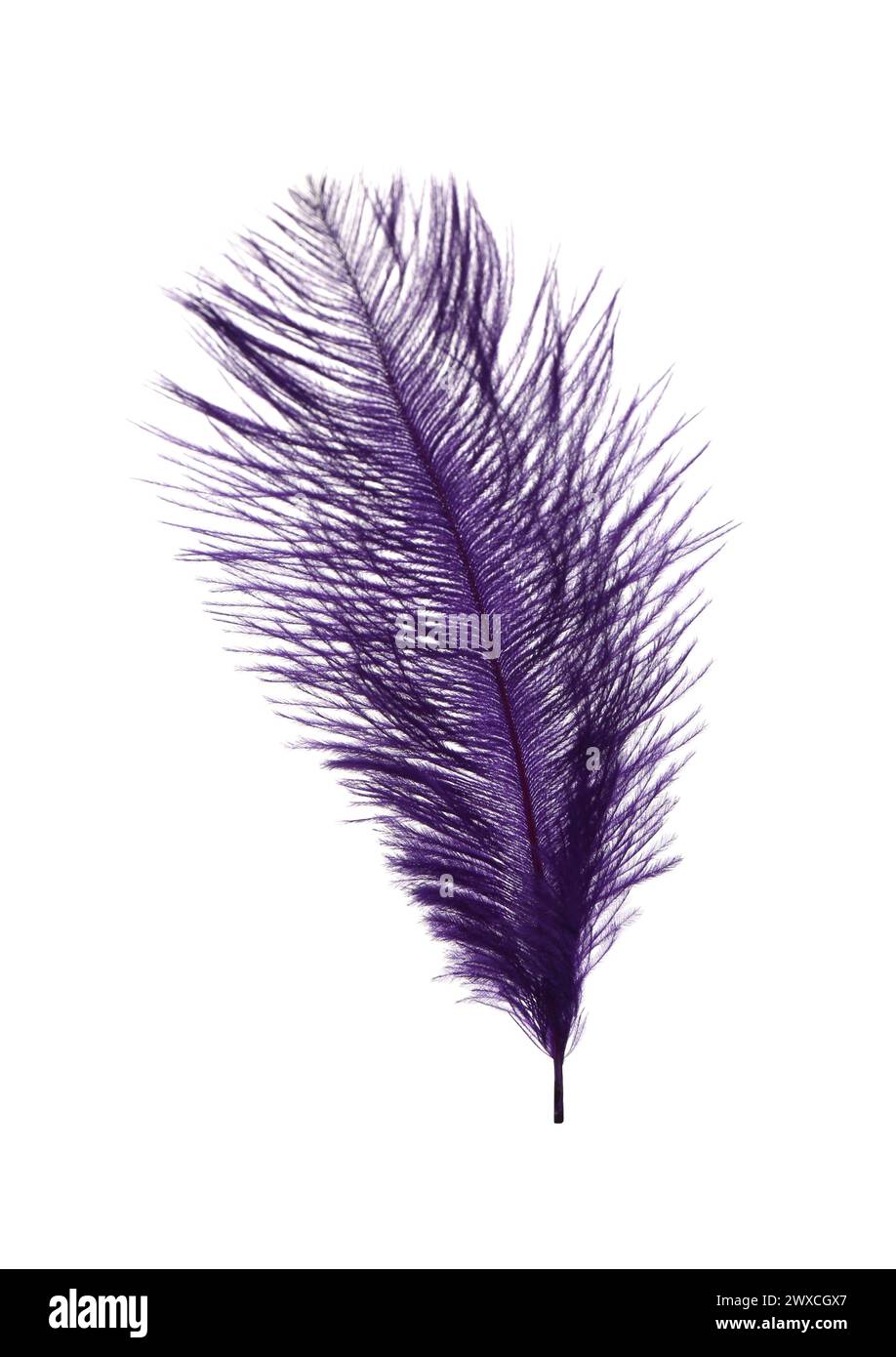Beautiful purple violet feather on white background Stock Photo - Alamy