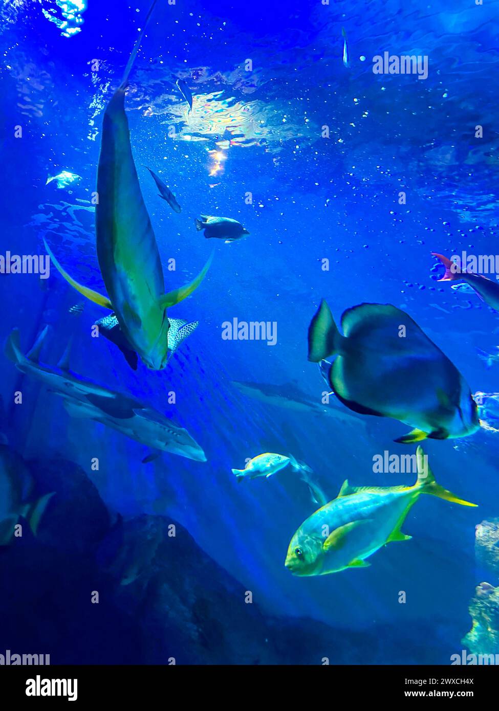 Underwater world different fishes hi-res stock photography and images ...