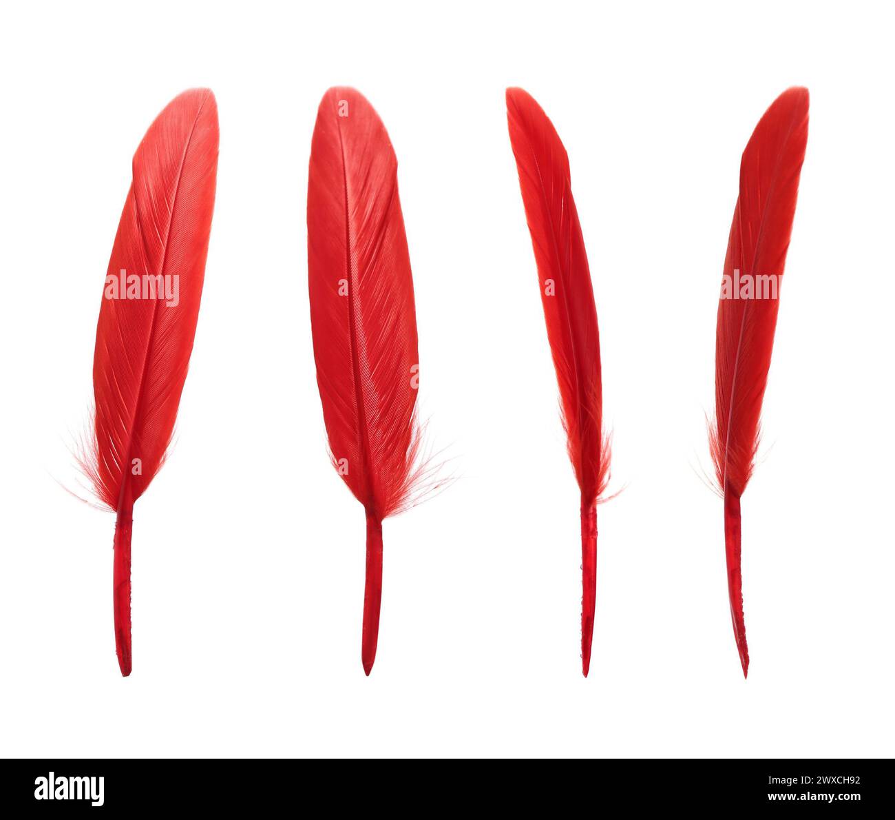 Beautiful red feathers isolated on white, set Stock Photo - Alamy
