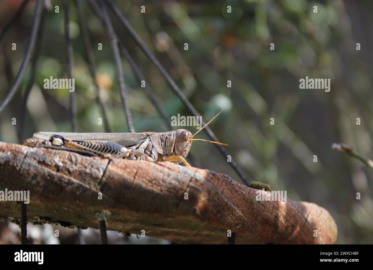 Delicate grasshopper hi-res stock photography and images - Alamy