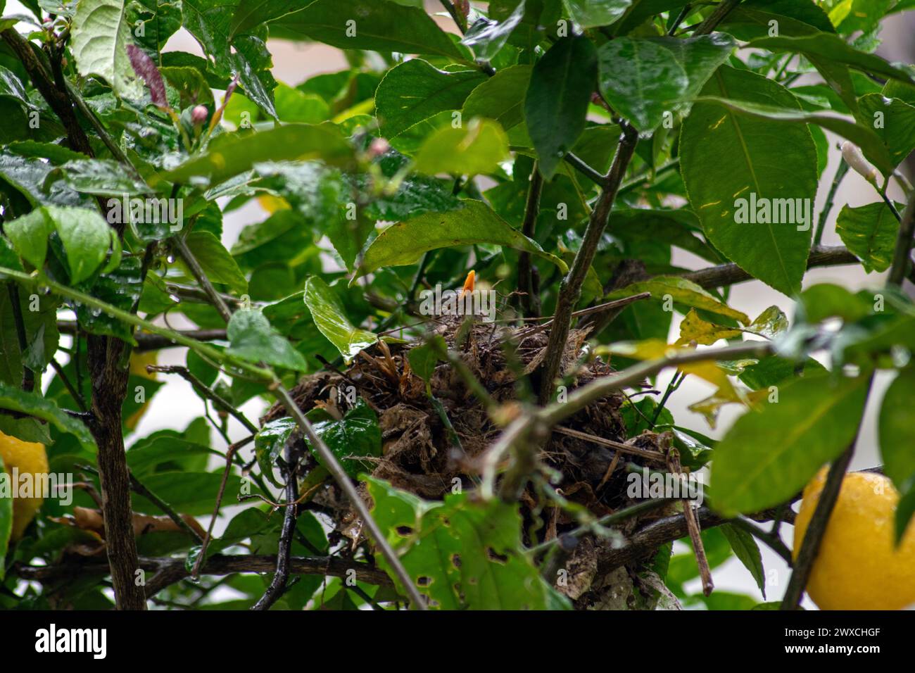 Turdus Merula Blackbird Breeds Turdidae European Blackbird Nest Built In A Lemon Tree With