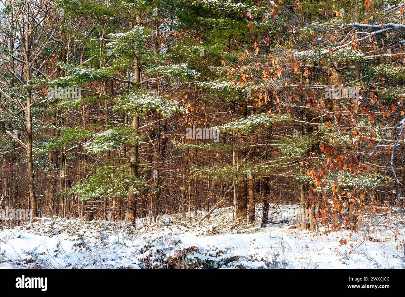 Canadian forest scene hi-res stock photography and images - Alamy