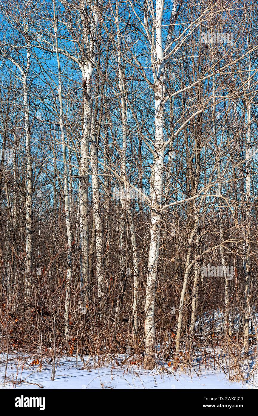 Birch trees stand tall on a clear winter day Stock Photo - Alamy