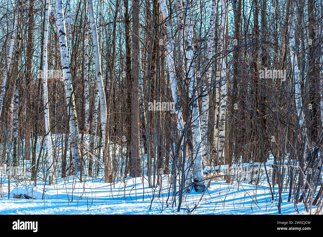 Forest floor is covered with freshly fallen snow while tree trunks ...