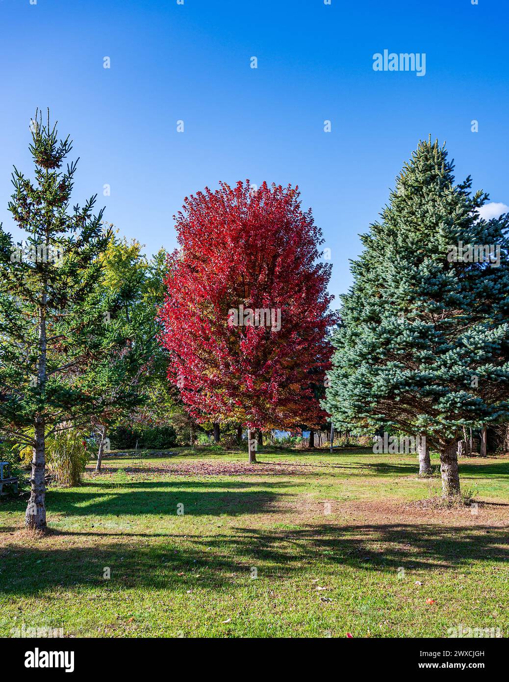 Autumn brings the wonder of the changing colors as maple trees display ...