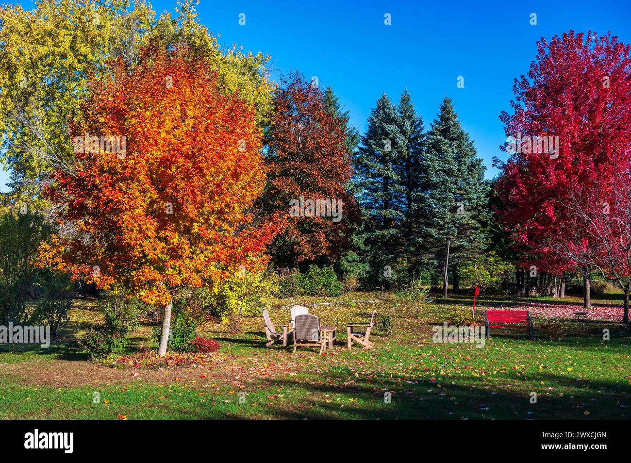 Autumn brings the wonder of the changing colors as maple trees display ...