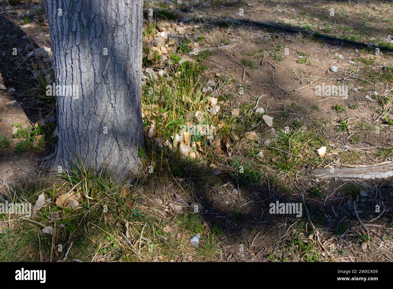 A tree trunk in the park with grass, ground, and leaves surrounding it ...