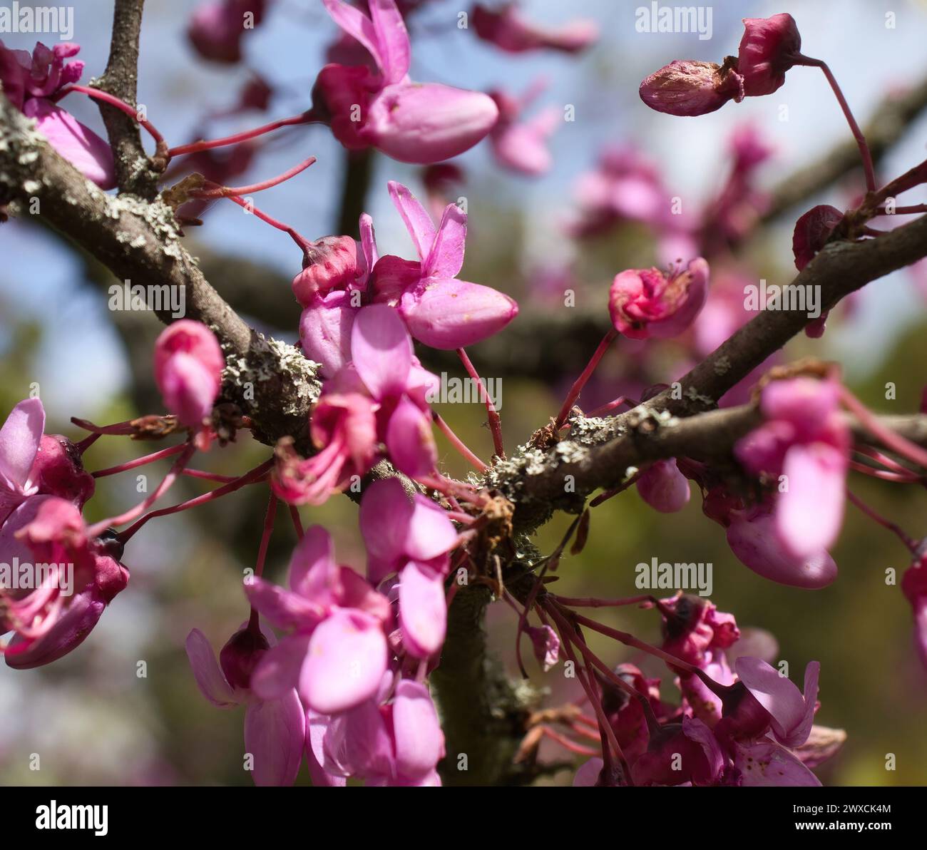 Pink Eastern Redbud Tree flowers on a spring day at the Hermannshof ...