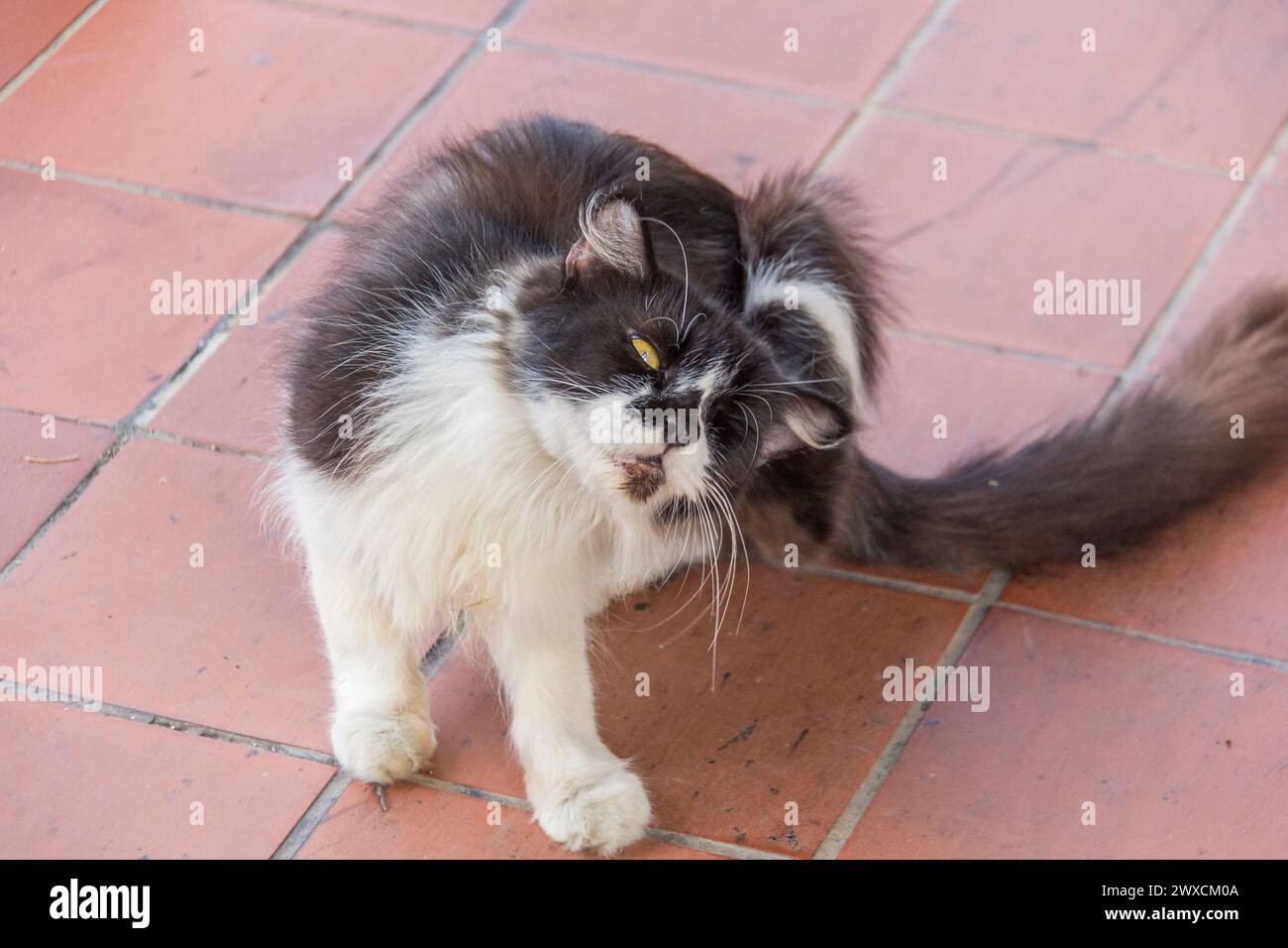 Ruffles the Cat Stock Photo - Alamy