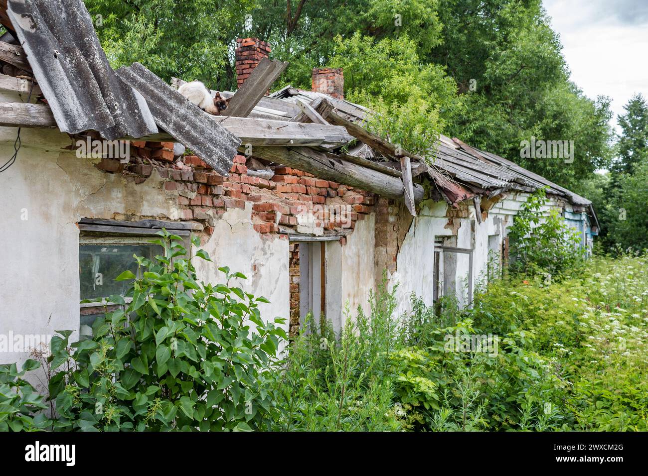 The ruins of an old rural house of brick, a cat on the roof Stock Photo ...