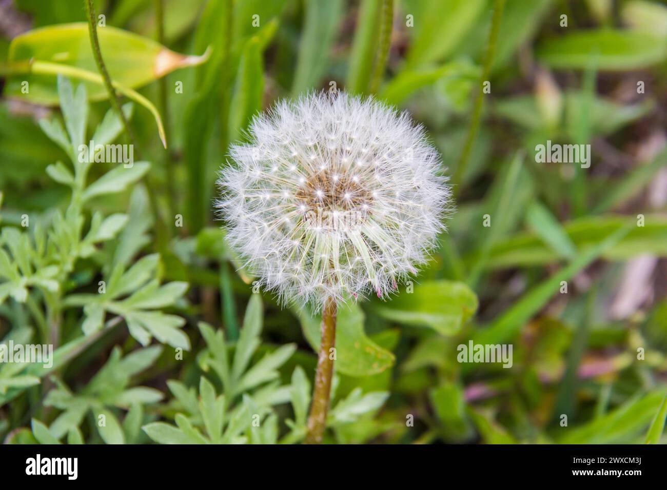 Spores flying hi-res stock photography and images - Alamy