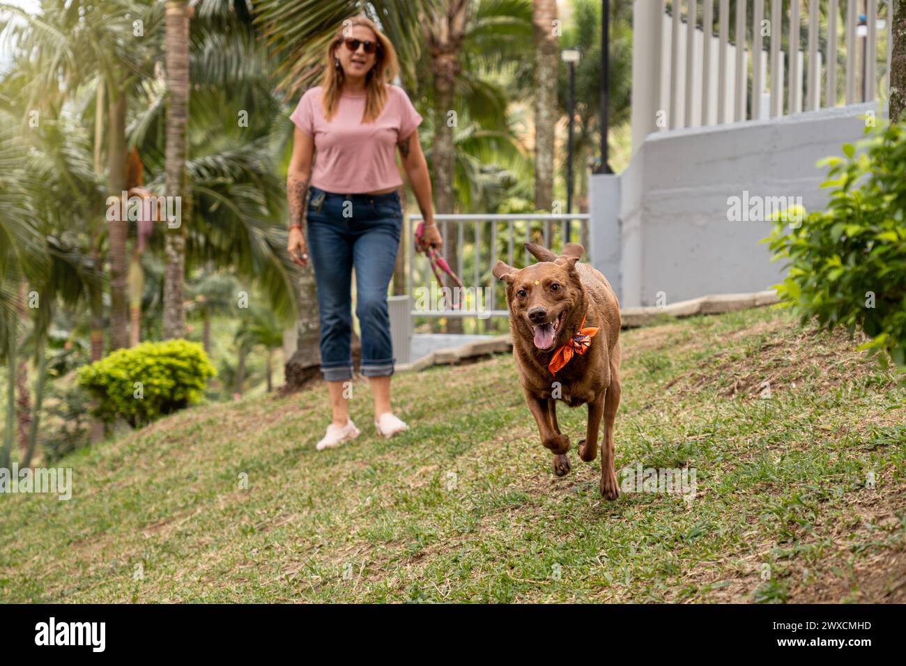 The exuberant and joyful dog runs towards the camera in the park ...