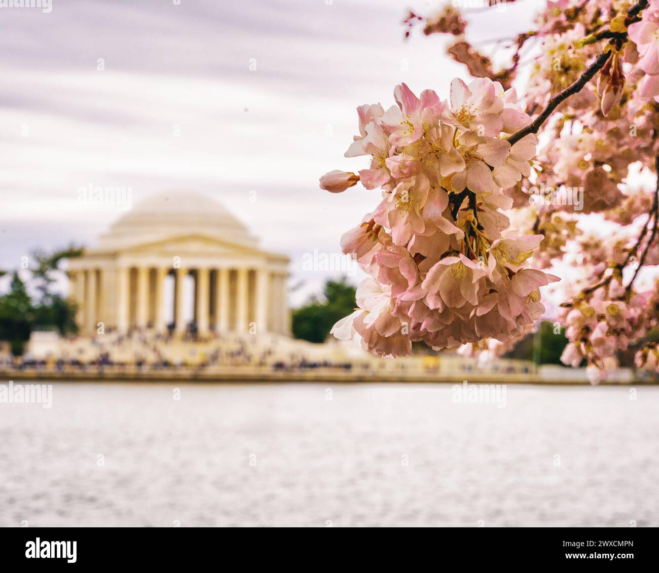Washington DC – US – Mar 22, 2024 Cherry blossoms and the neoclassical ...
