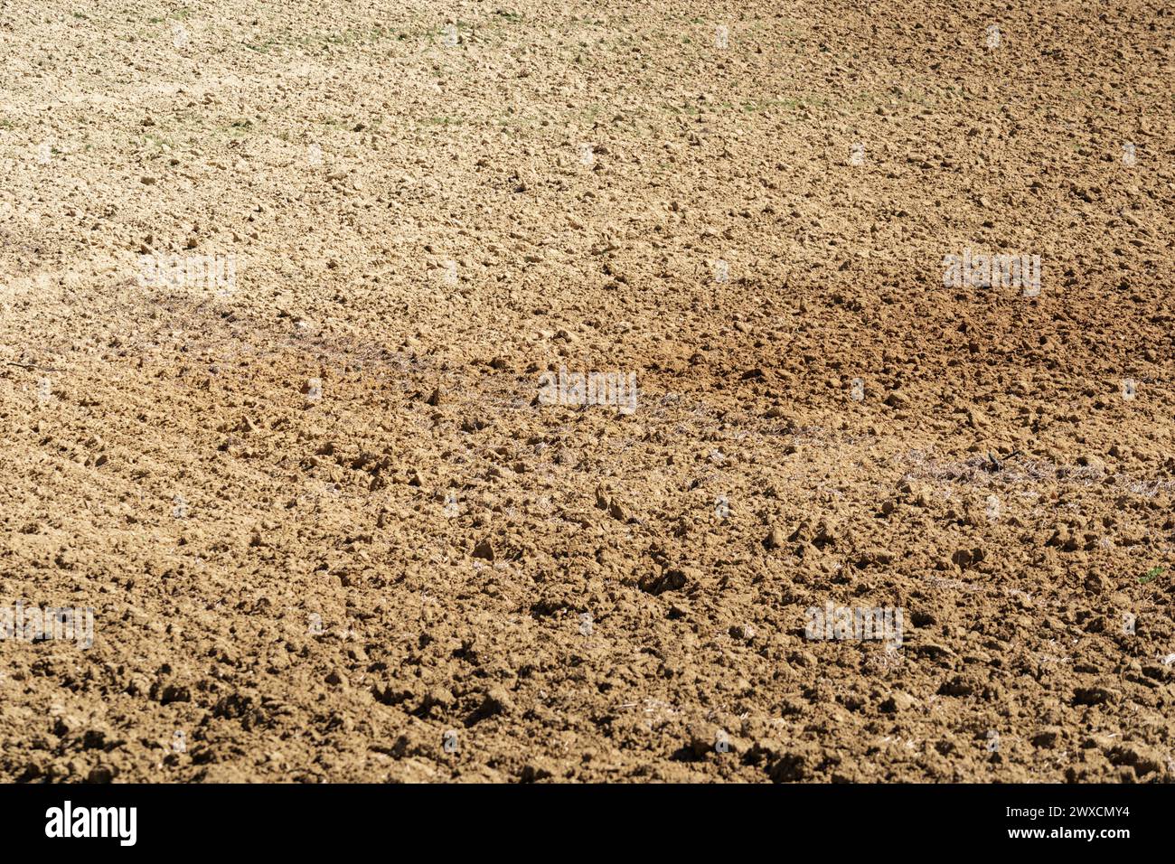 Row agricultural plants in field hi-res stock photography and images ...